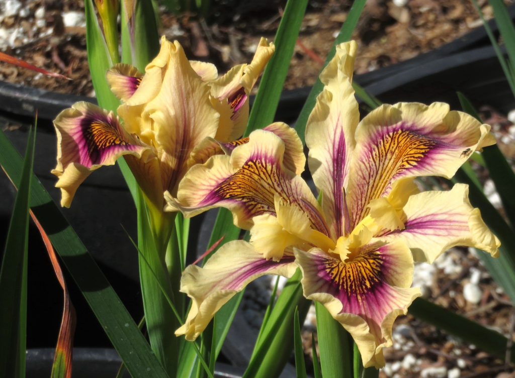 Iris pacific coast hybrid ‘Golden Berry Parfait’ – Matilija Nursery
