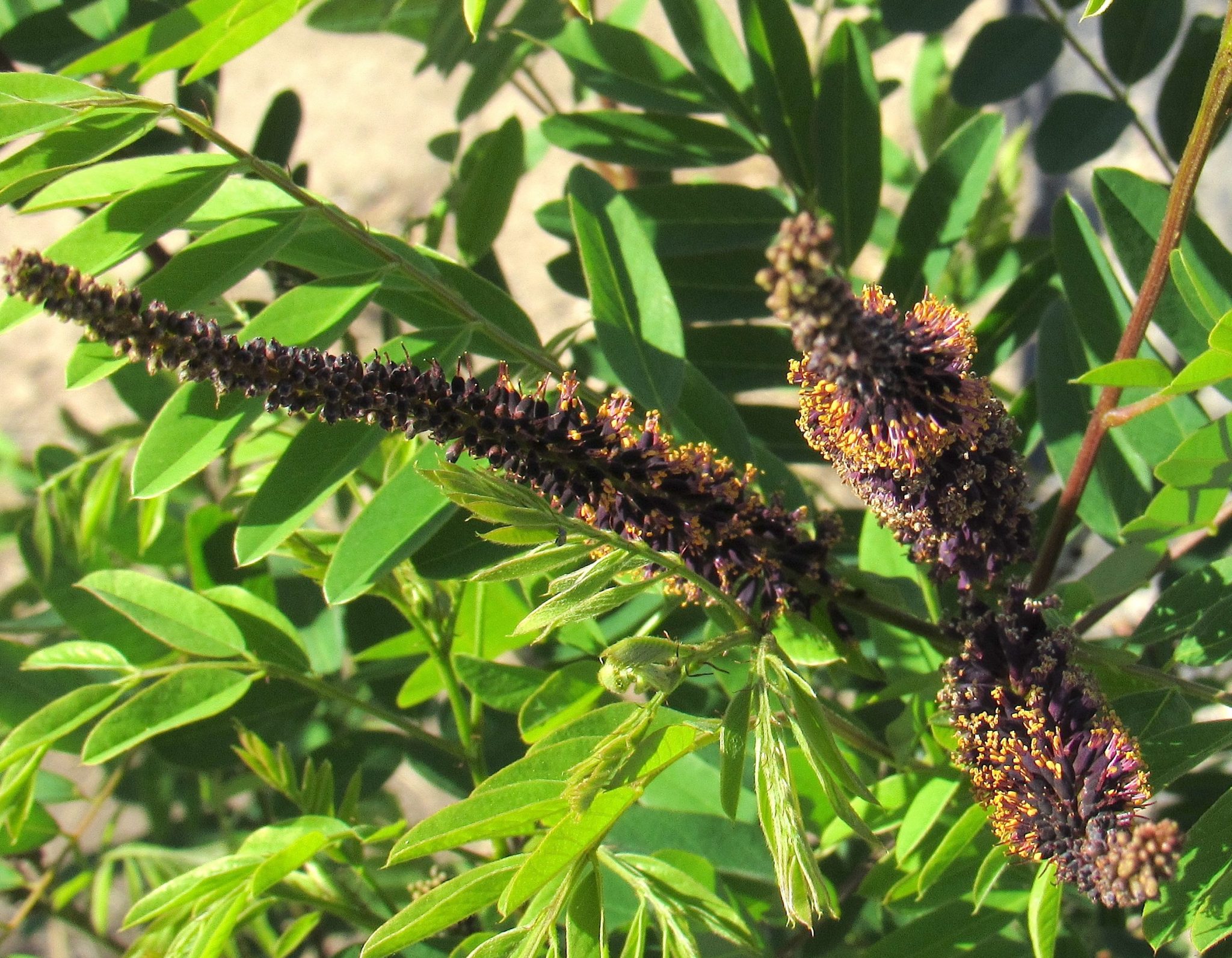 Amorpha fruticosa – Matilija Nursery