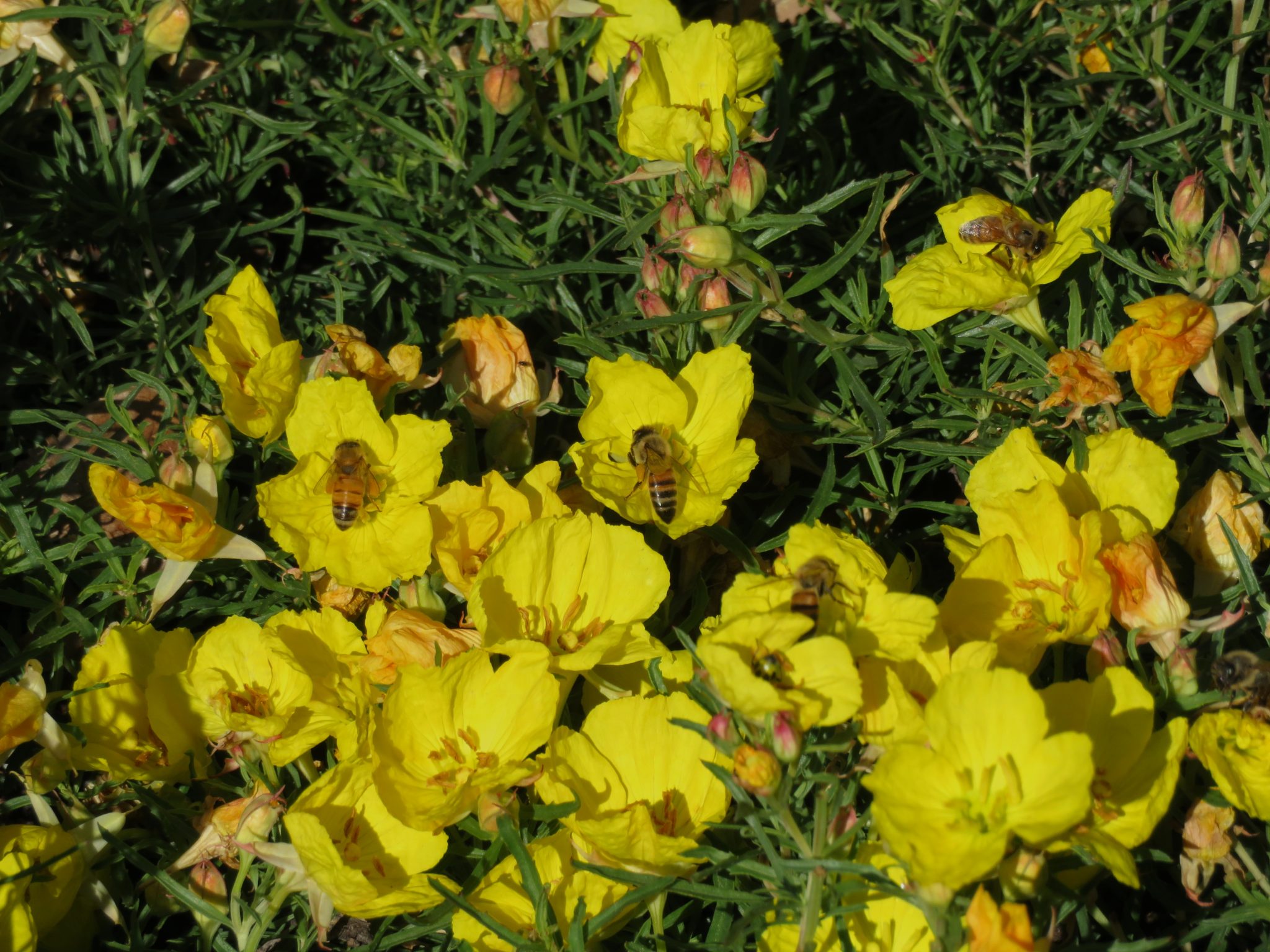 Products – Matilija Nursery