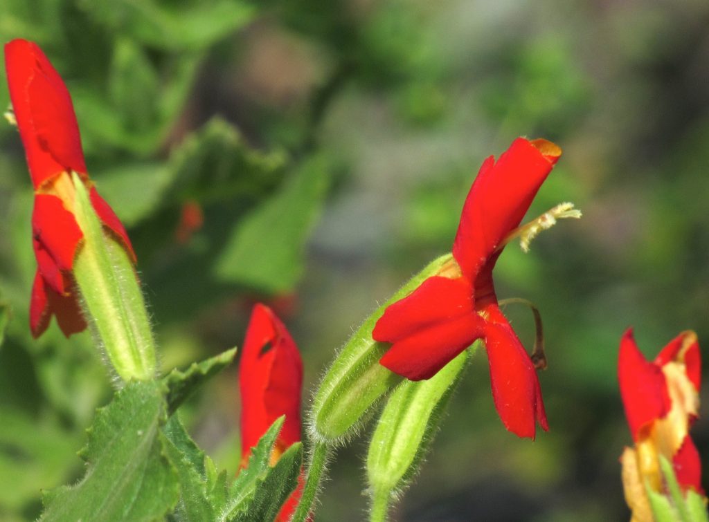 Mimulus cardinalis – Matilija Nursery