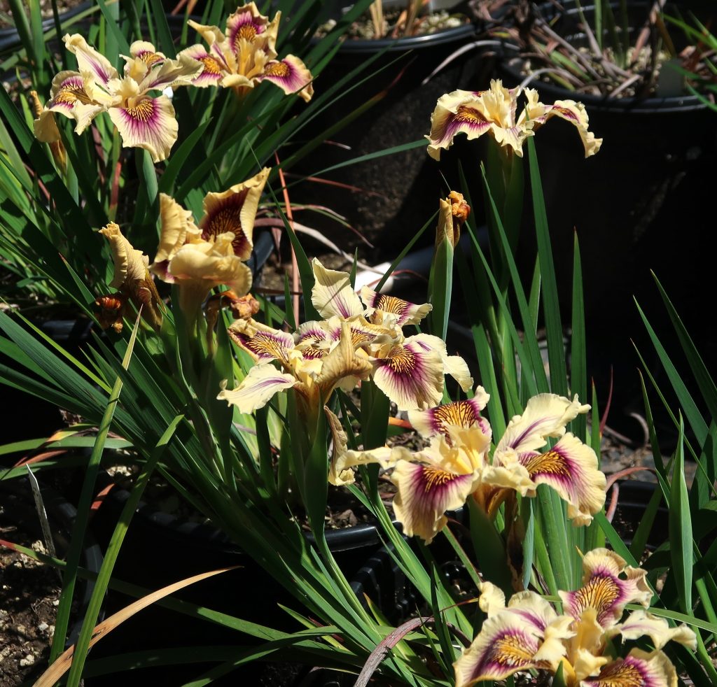 California Native Plants – Page 4 – Matilija Nursery