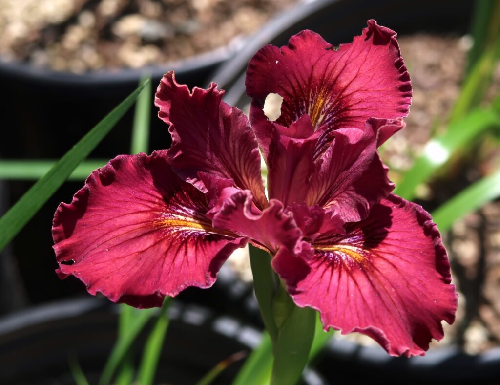 Iris pacific coast hybrids mixed colors – Matilija Nursery