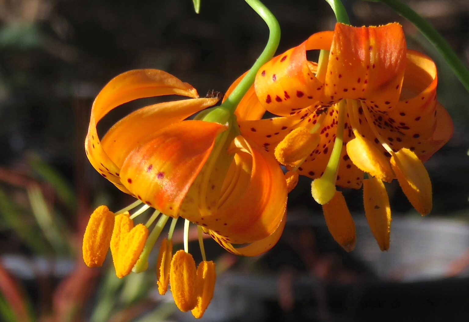 Lilium pardalinum – Matilija Nursery